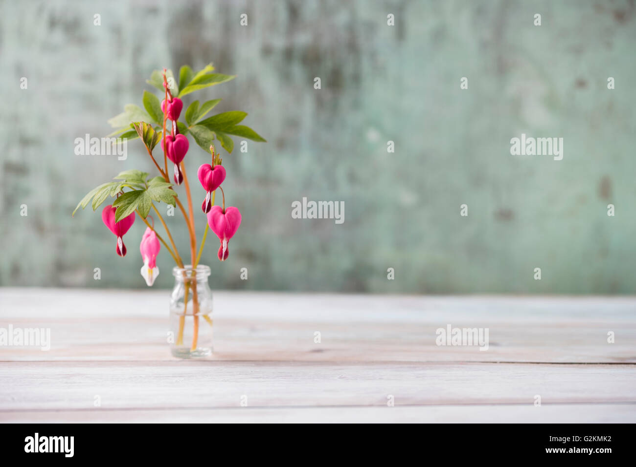 Lyre flowers hi-res stock photography and images - Alamy