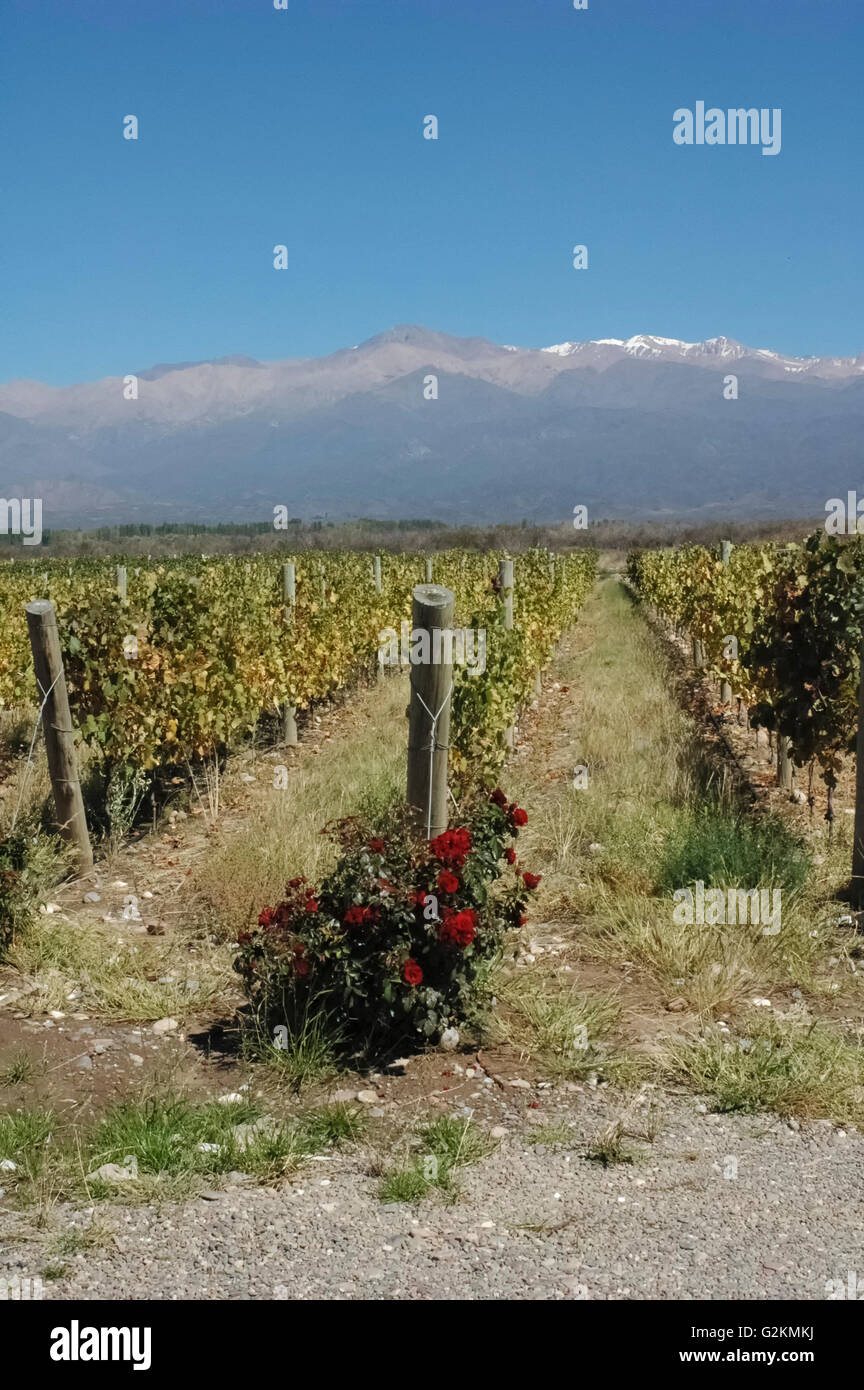 High altitude vineyards of Malbec at Valle de Uco Stock Photo - Alamy