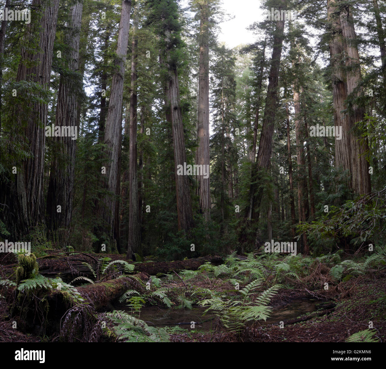 USA, California, Redwood National Park, Redwood Stock Photo - Alamy