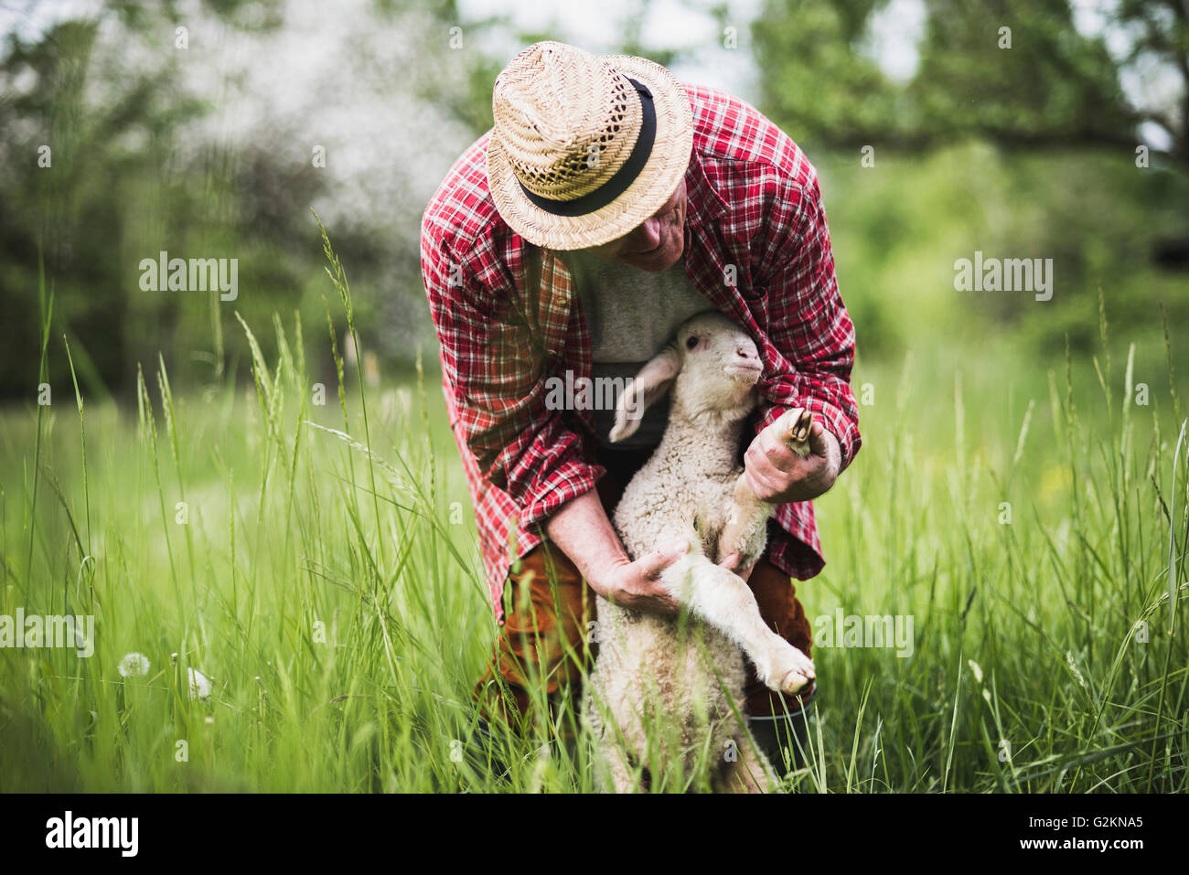 Shepherd examining lamb on pasture Stock Photo - Alamy