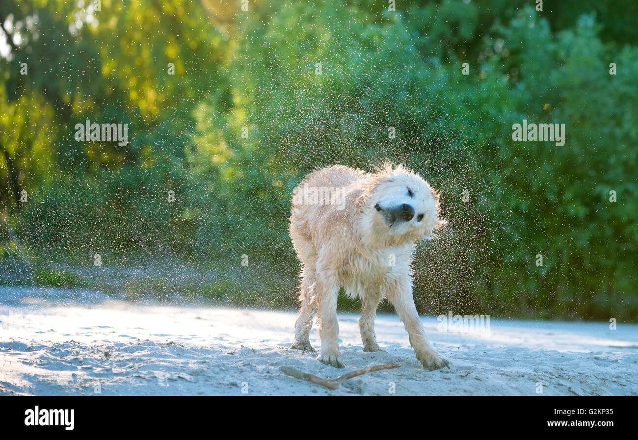 Close up view of a golden labrador shaking sea water off his body on ...
