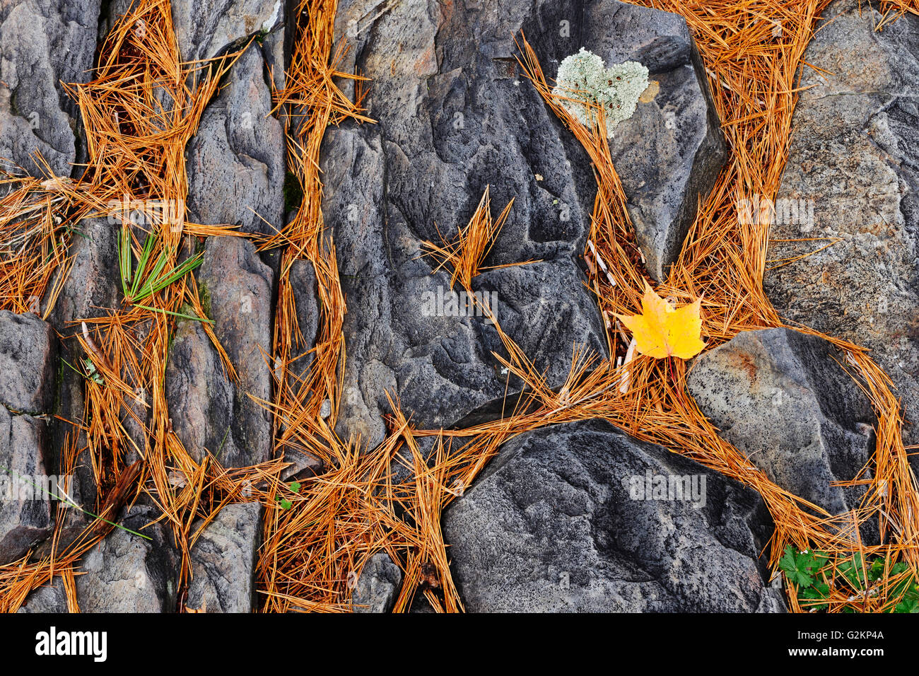 Maple leaves on rock hi-res stock photography and images - Alamy