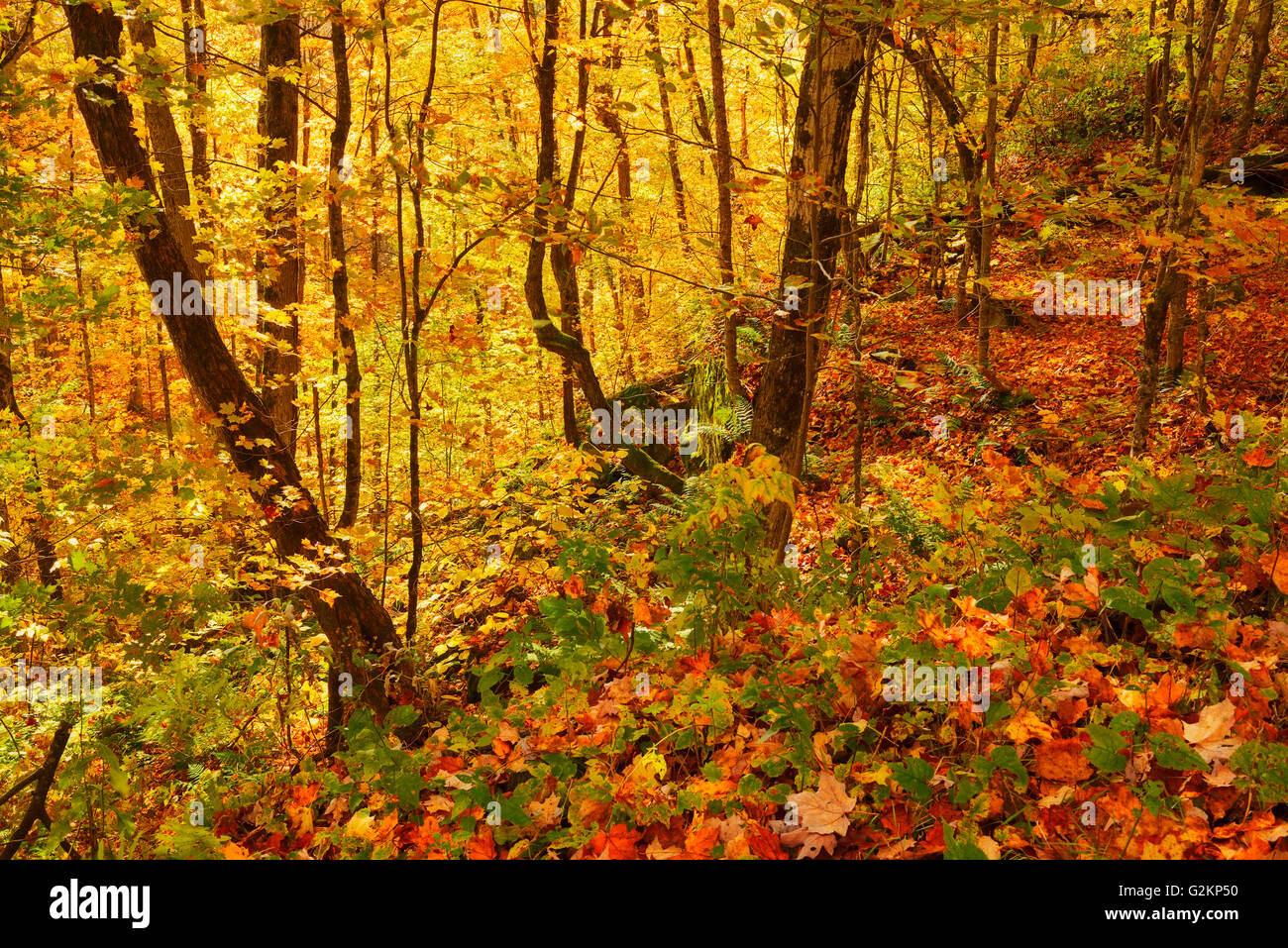 Deciduous hardwood hi-res stock photography and images - Alamy