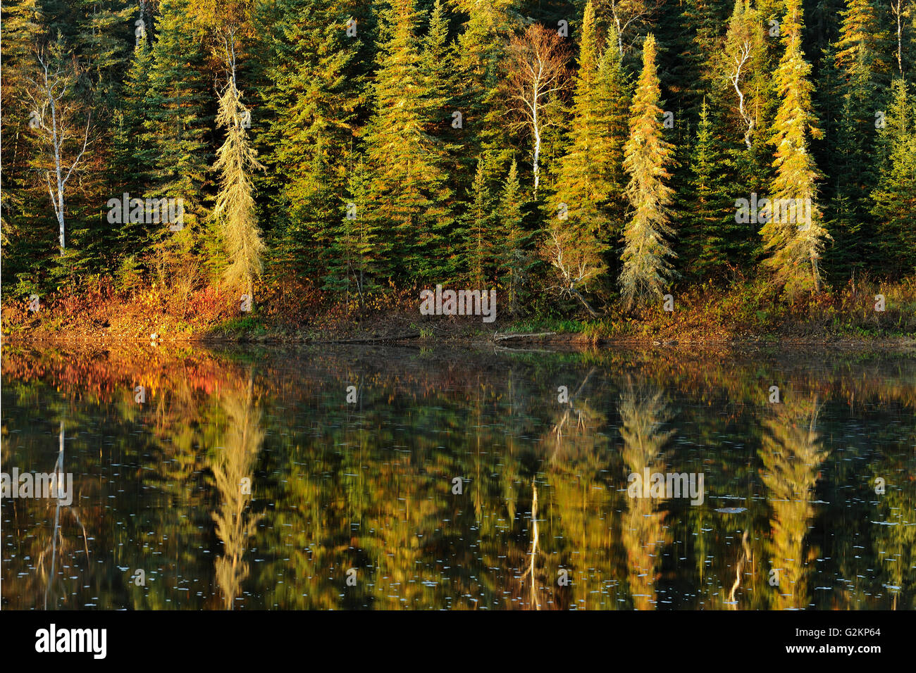 Morning light on shoreline trees of creek Near Kakabeka Falls Ontario ...