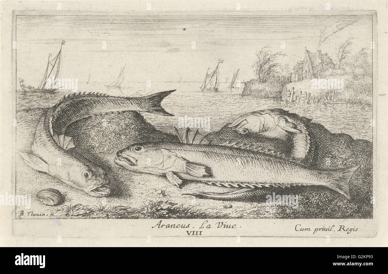 weeverfish, Trachinidae on the beach, Albert Flamen, 1664 Stock Photo ...