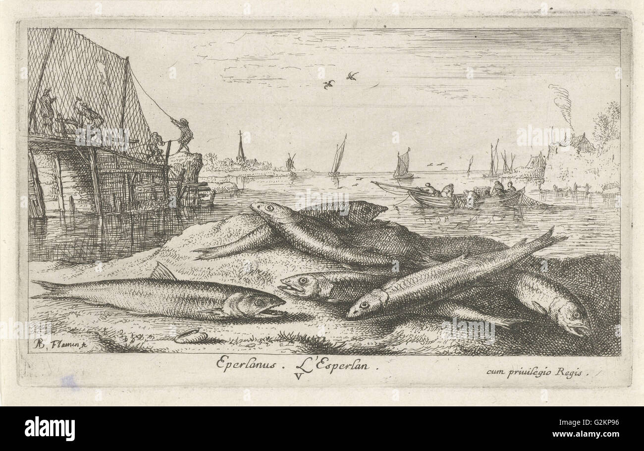 European smelt Osmerus eperlanus on the beach, print maker: Albert ...