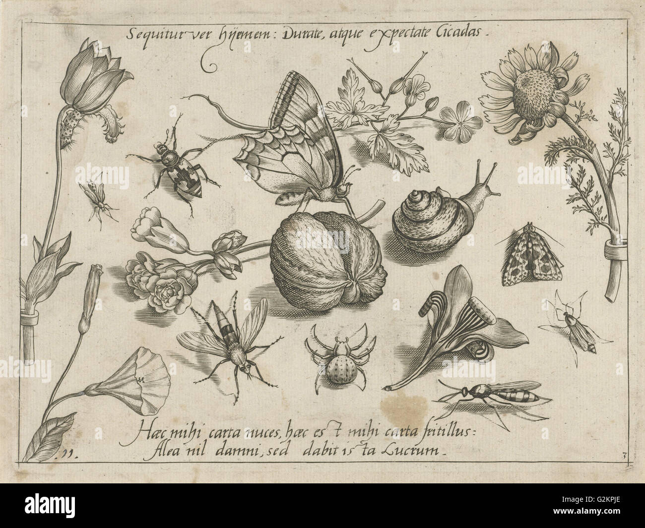 Walnut insects hi-res stock photography and images - Alamy