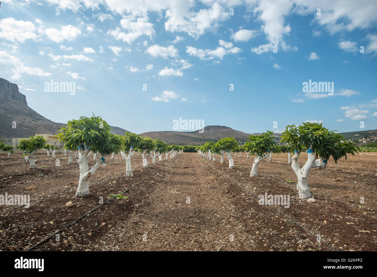 Grafted mango tree hi-res stock photography and images - Alamy