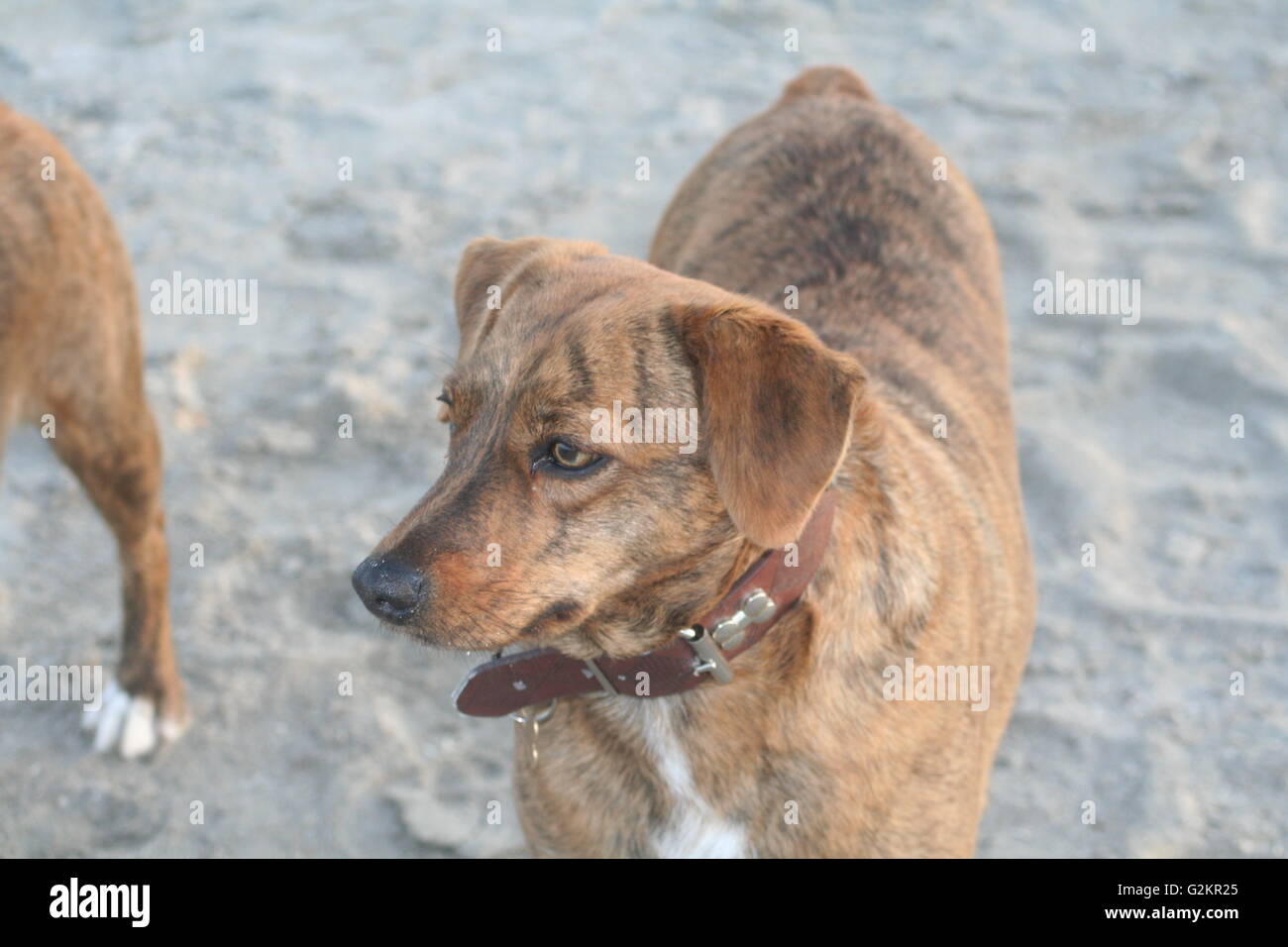 Mixed Breed Brown Dog at Molly Stinson blog