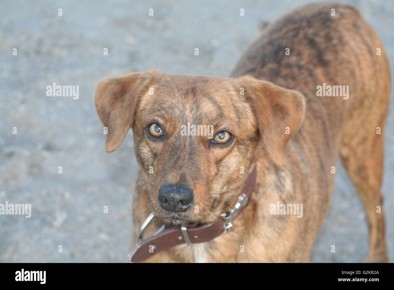 Mixed breed dog at the beach Stock Photo - Alamy
