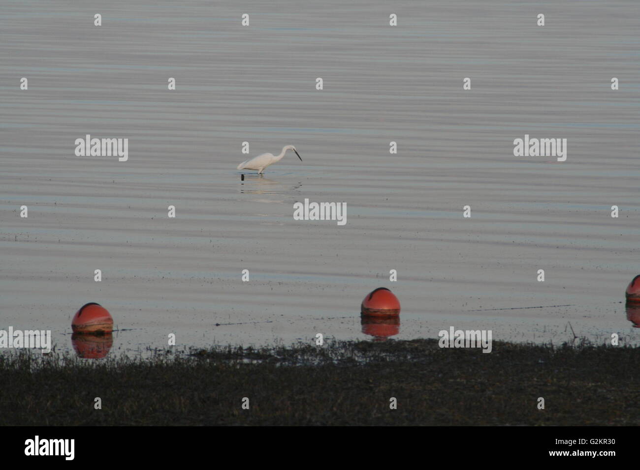 Shallow water bird hi-res stock photography and images - Alamy