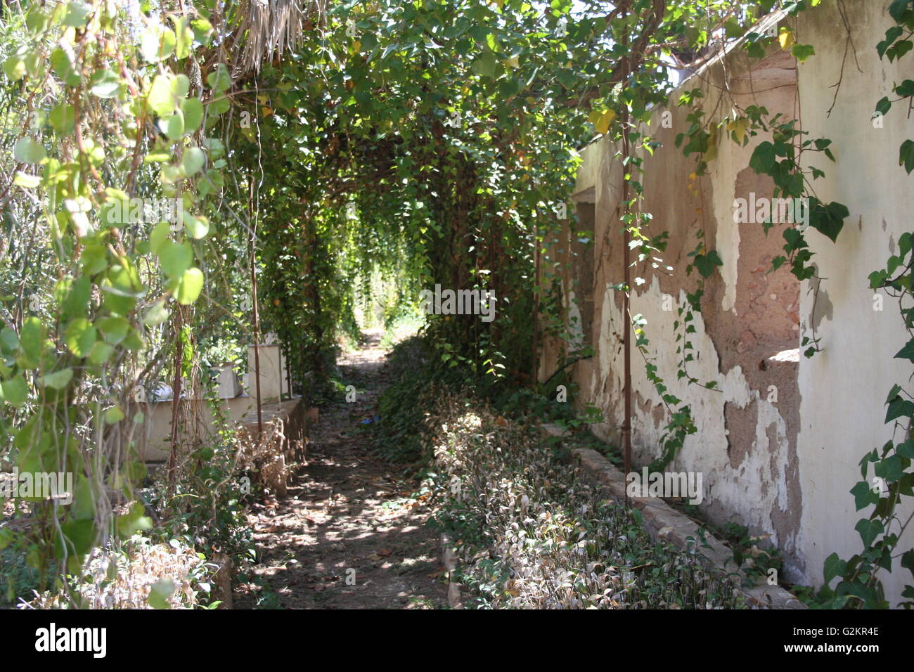 Trees hanging in a pathway Stock Photo - Alamy