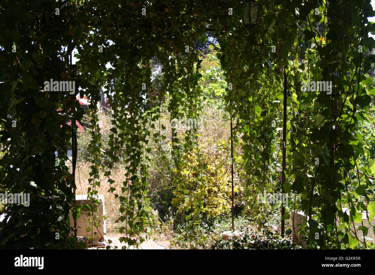 Trees hanging in a pathway Stock Photo - Alamy