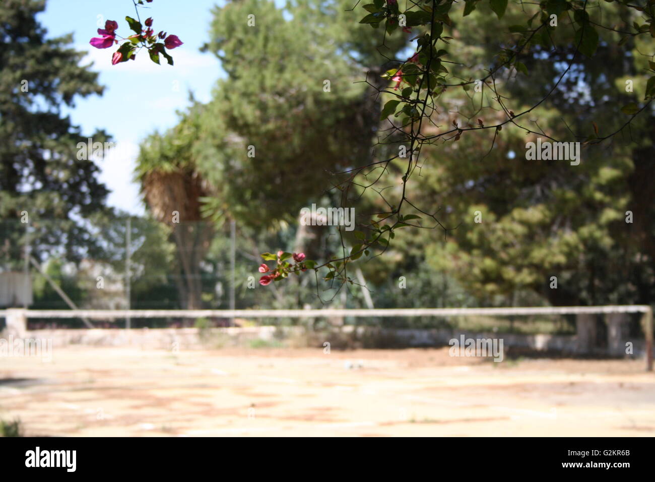 Pink flowers in front of a tennis court Stock Photo - Alamy