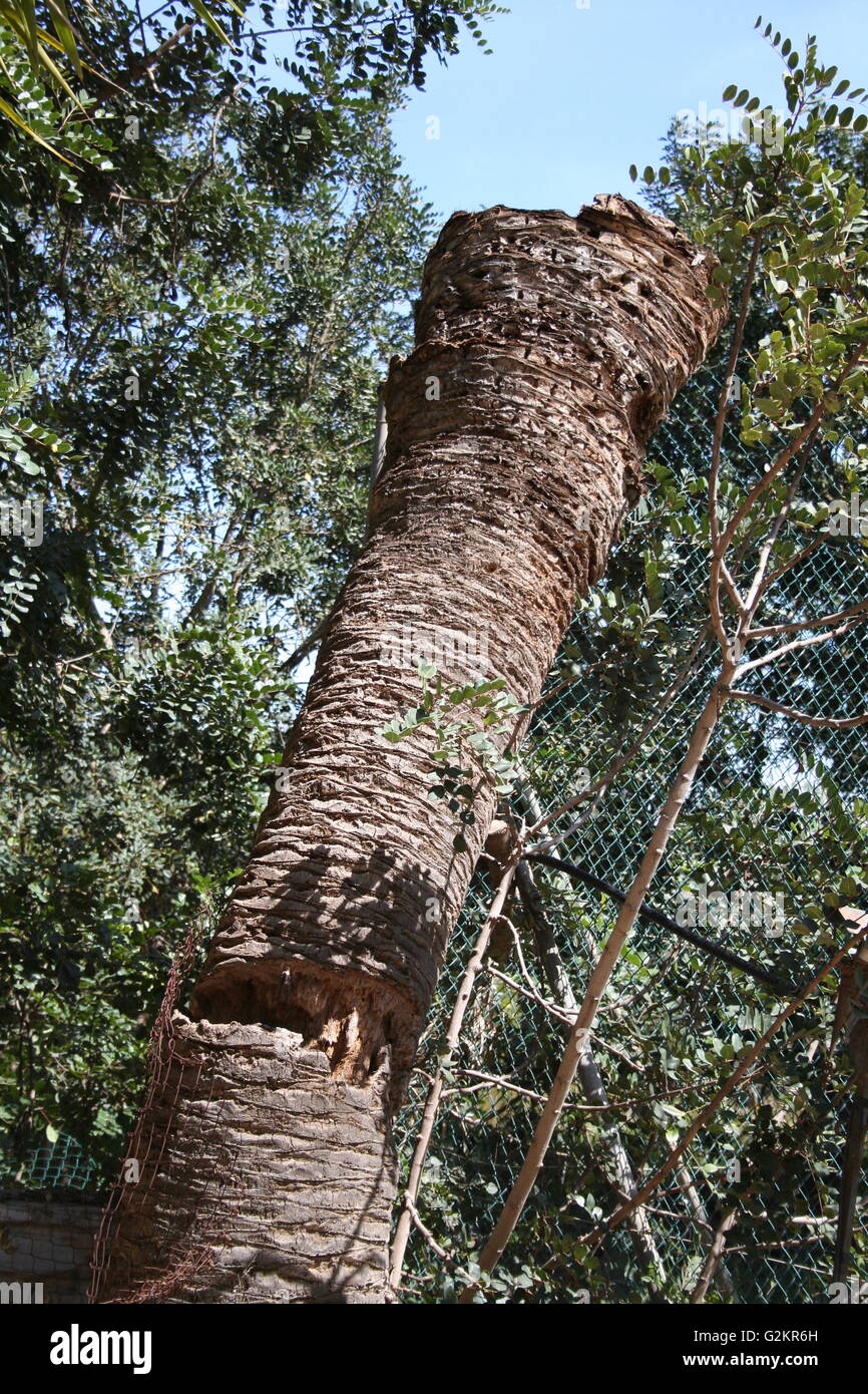 A tall broken palm tree, leaning on a fence Stock Photo - Alamy