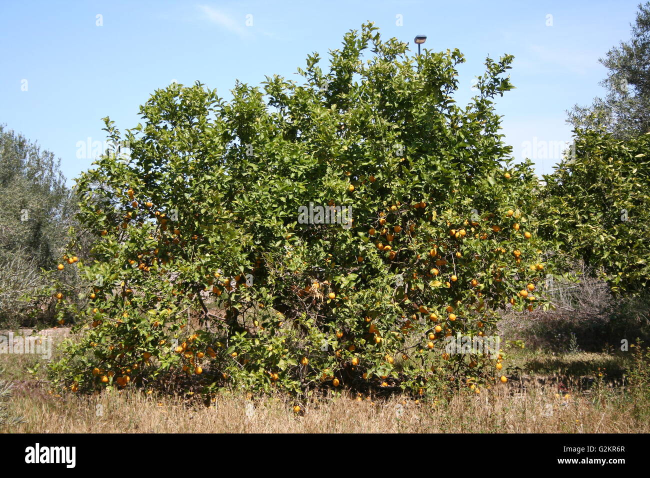 Large orange tree Stock Photo - Alamy