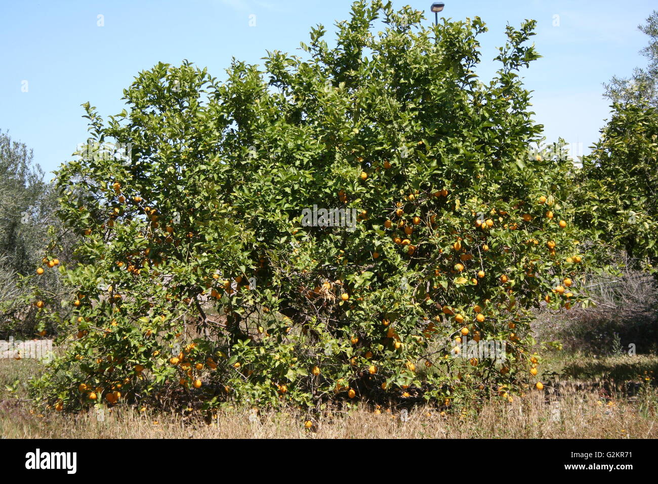 Large orange tree Stock Photo - Alamy