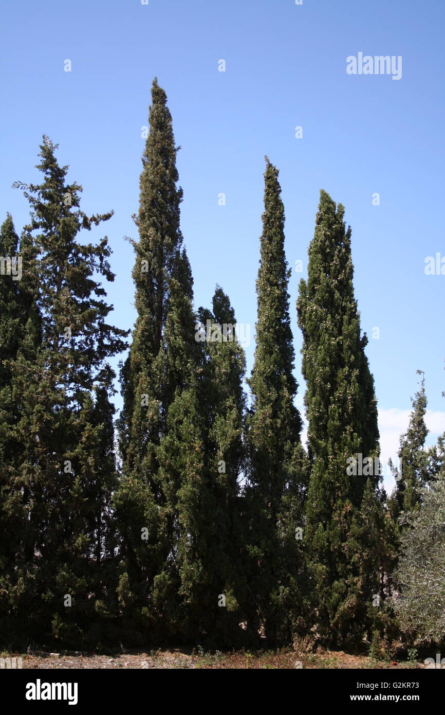 Tall fence hi-res stock photography and images - Alamy