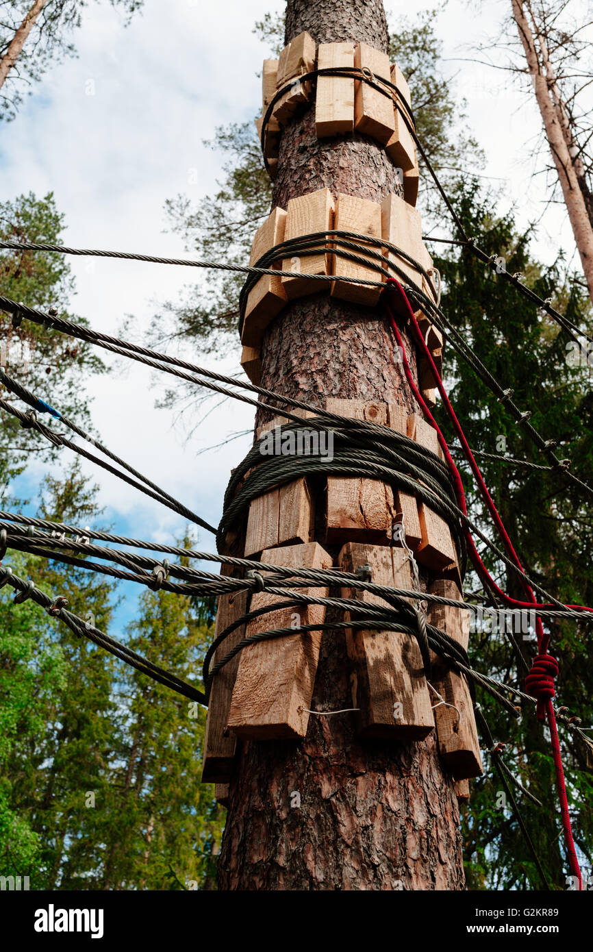 Big tree wound by steel cables against the sky Stock Photo - Alamy