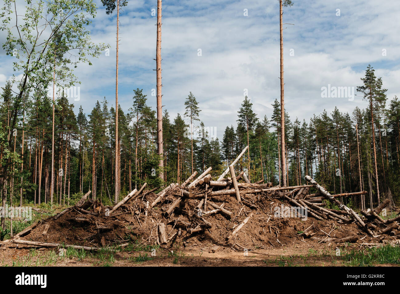 Landscape with fallen trees in forest Stock Photo - Alamy