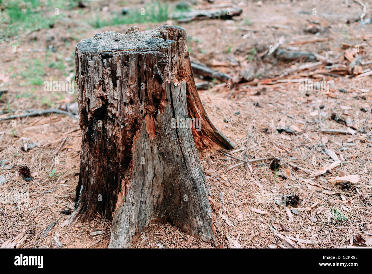 Lonely old dry tree stump Stock Photo - Alamy