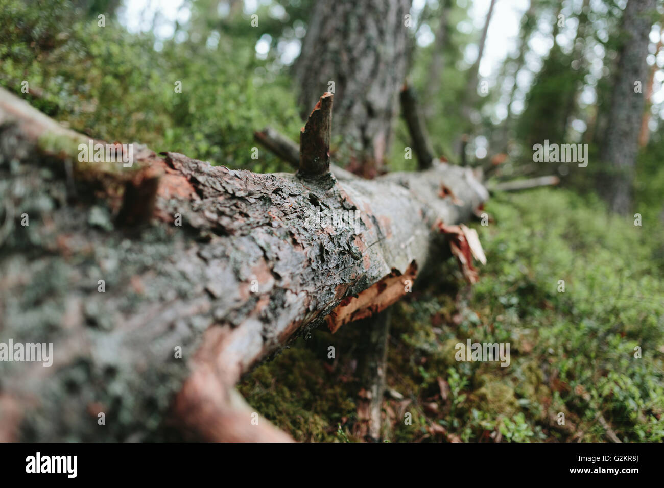 Fallen tree in a green forest in the daytime Stock Photo - Alamy