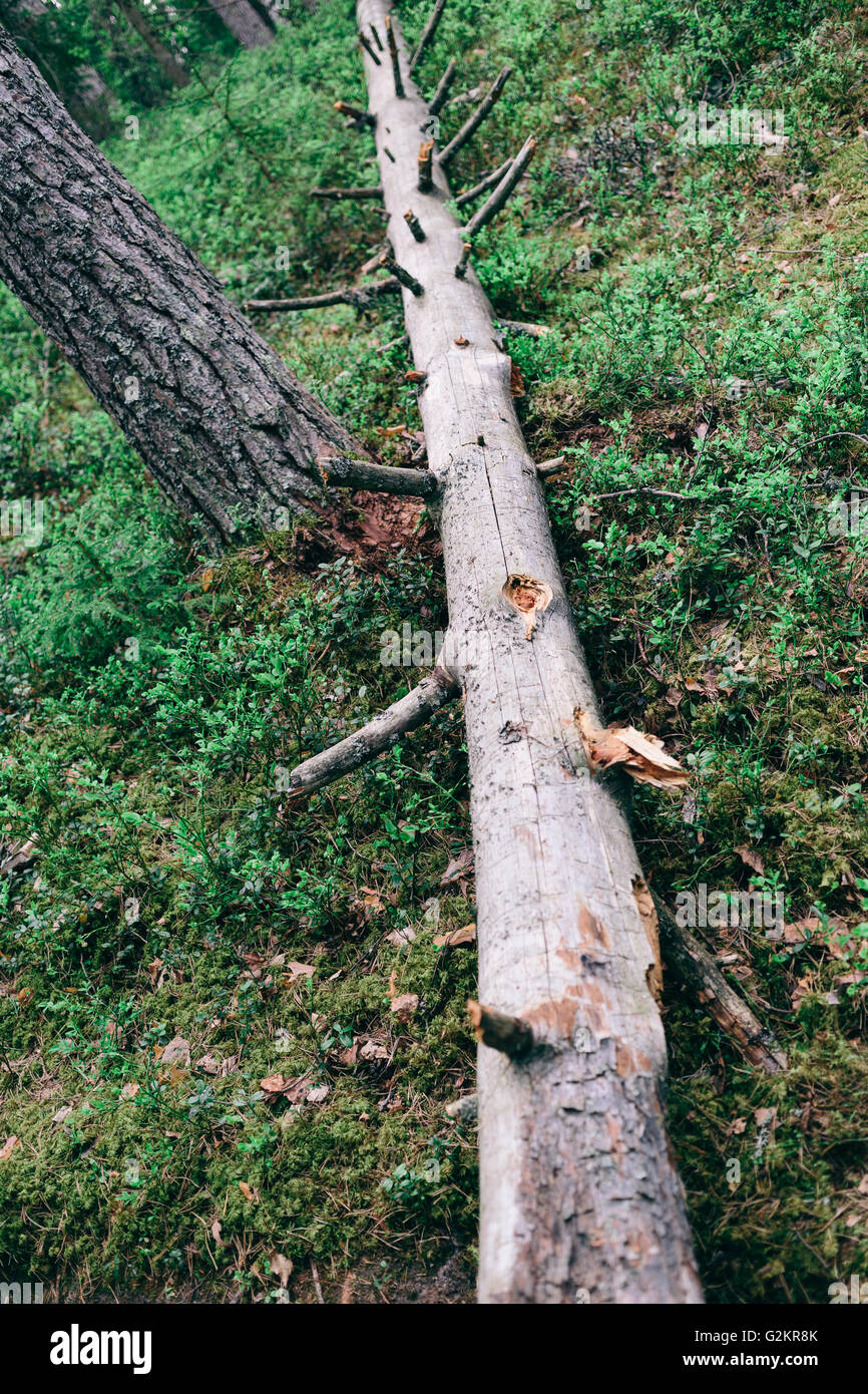 Fallen tree in a green forest in the daytime Stock Photo - Alamy