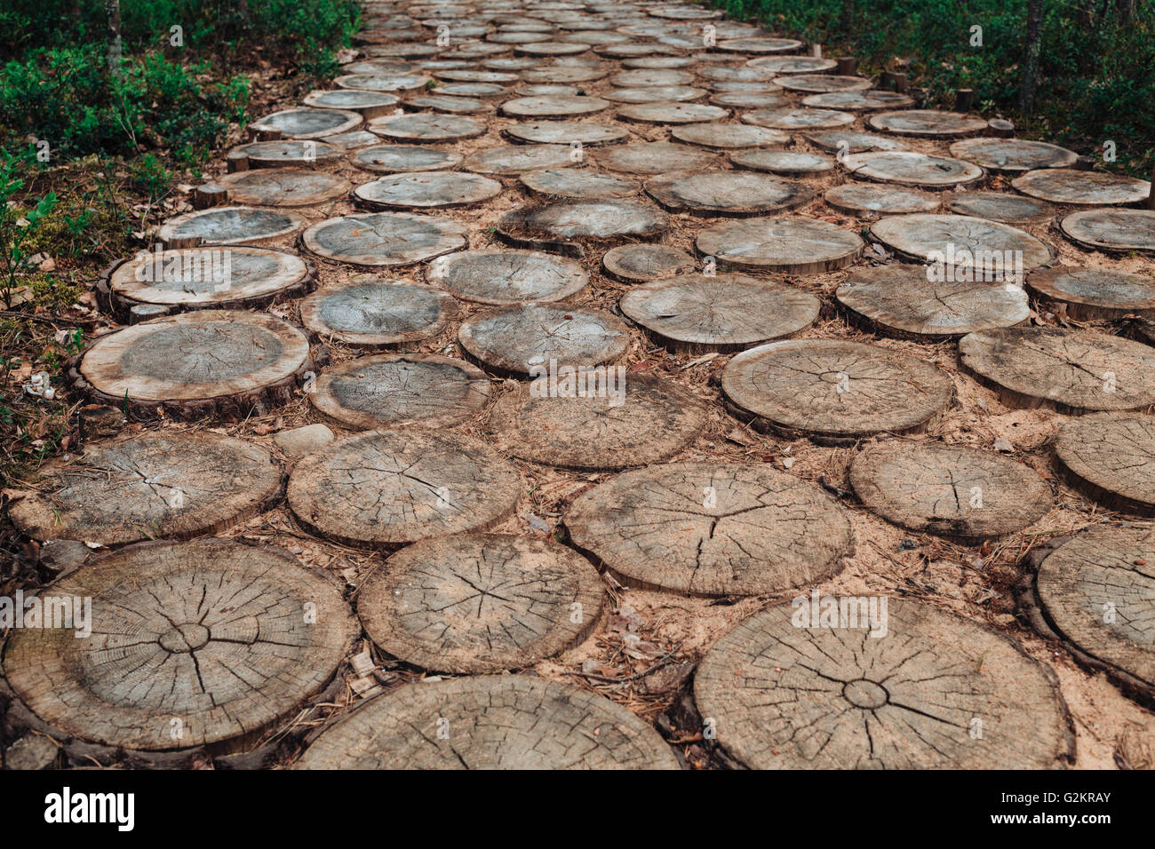Trail of the stumps of trees felled Stock Photo - Alamy