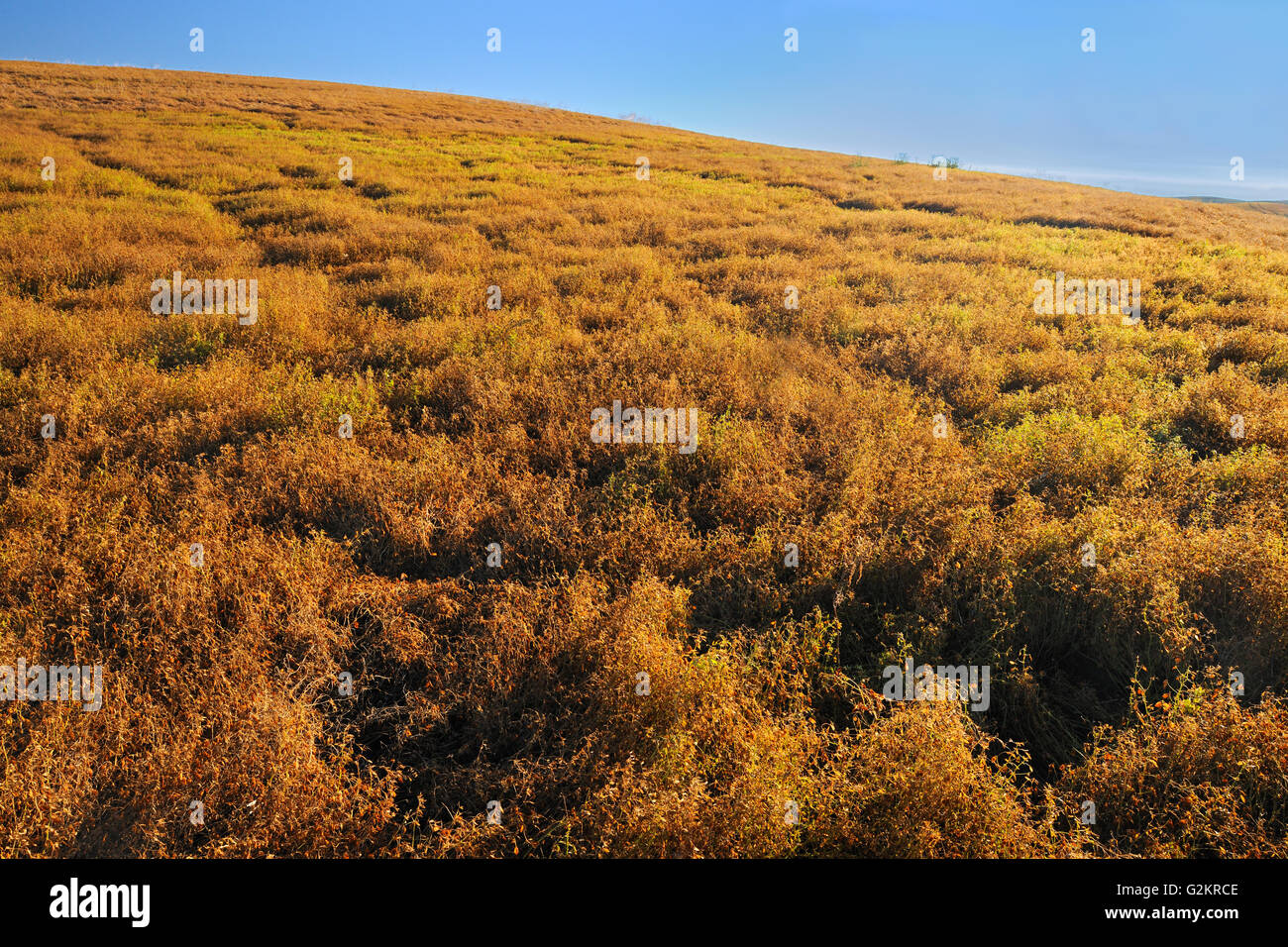 Brown lentils hi-res stock photography and images - Alamy