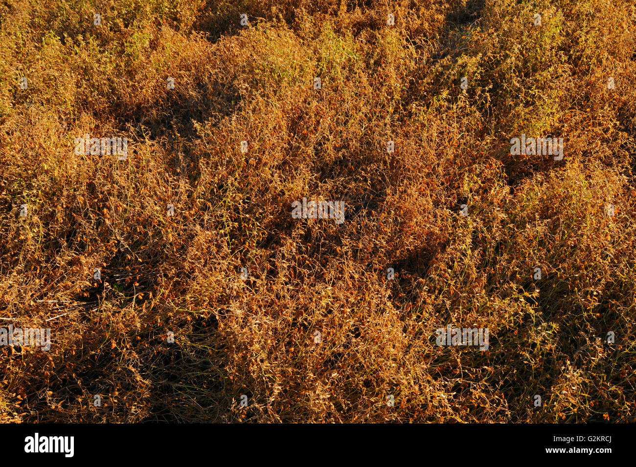 Webb saskatchewan hi-res stock photography and images - Alamy