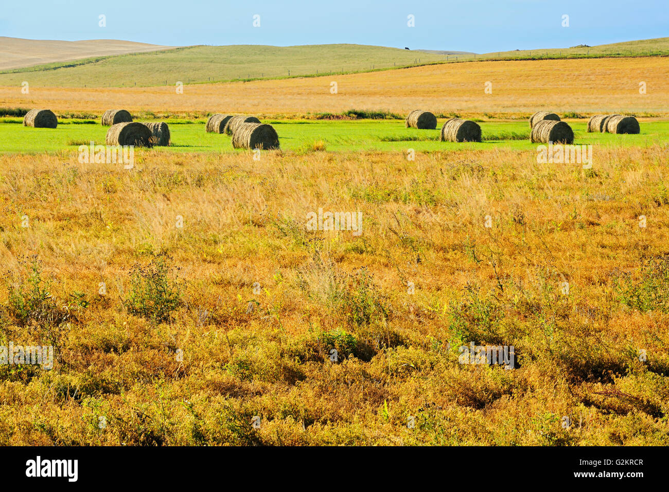 Canadian lentils hi-res stock photography and images - Alamy