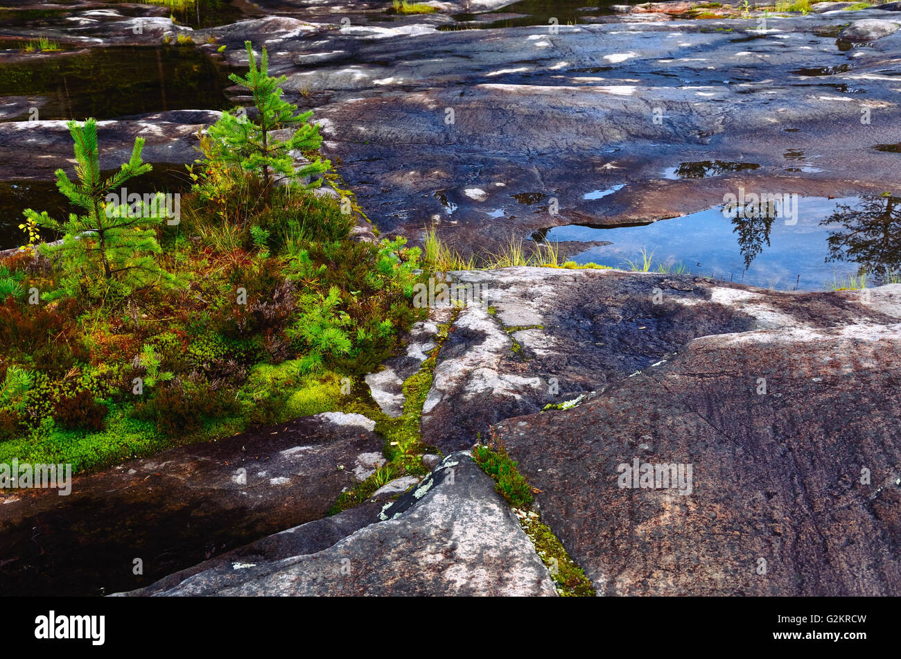 Stony Ground in a Northern Forest (Karelia, Russia). Site of the White ...