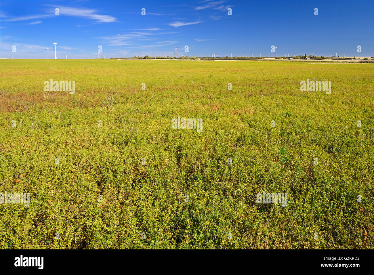 Lentils red hi-res stock photography and images - Alamy