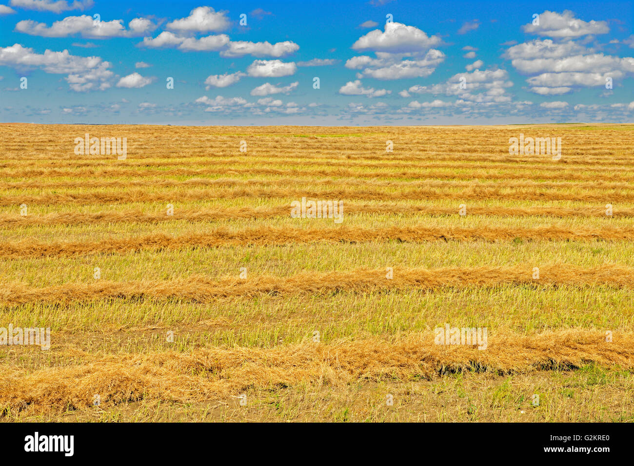 Mustard crop Saskatchewan Canada Stock Photo - Alamy