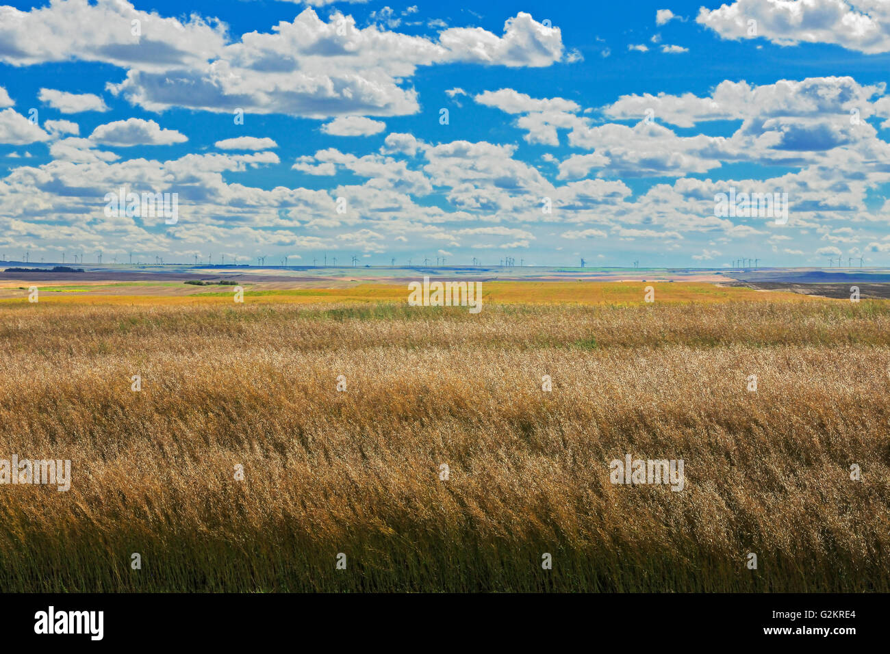 Crop of mustard hi-res stock photography and images - Alamy