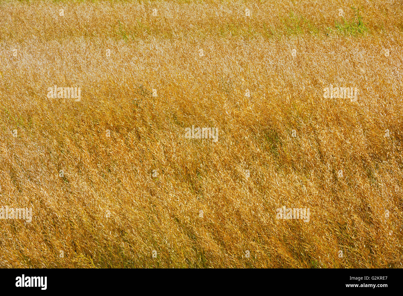 Crop of mustard hi-res stock photography and images - Alamy