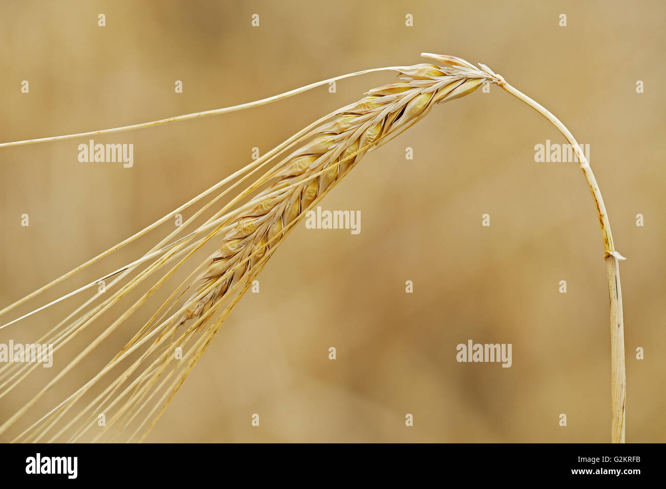 2 Row Barley closeup Yorkton Saskatchewan Canada Stock Photo - Alamy