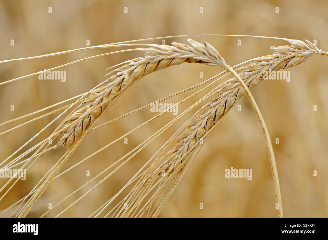 2 row barley hi-res stock photography and images - Alamy