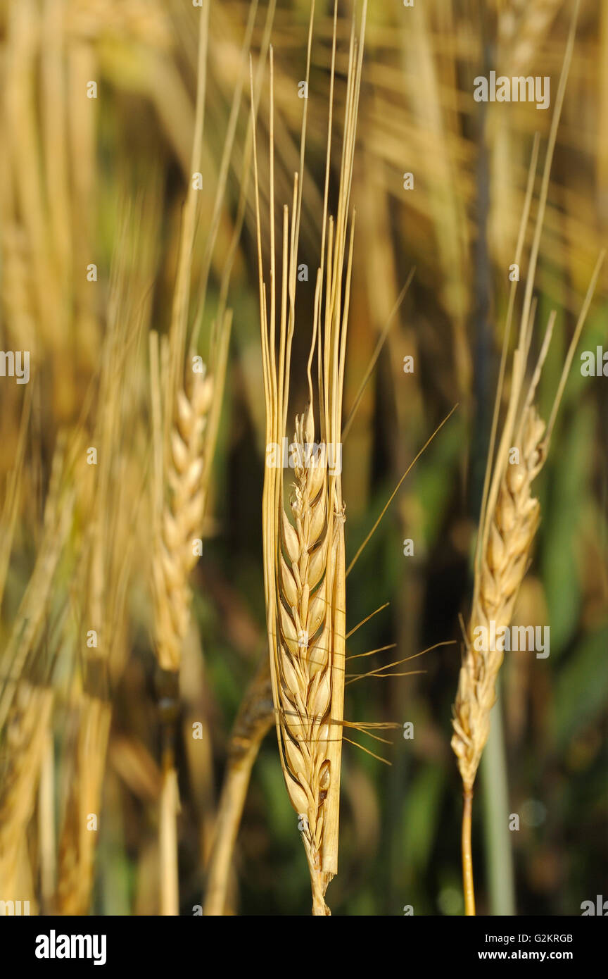 Row barley hi-res stock photography and images - Alamy