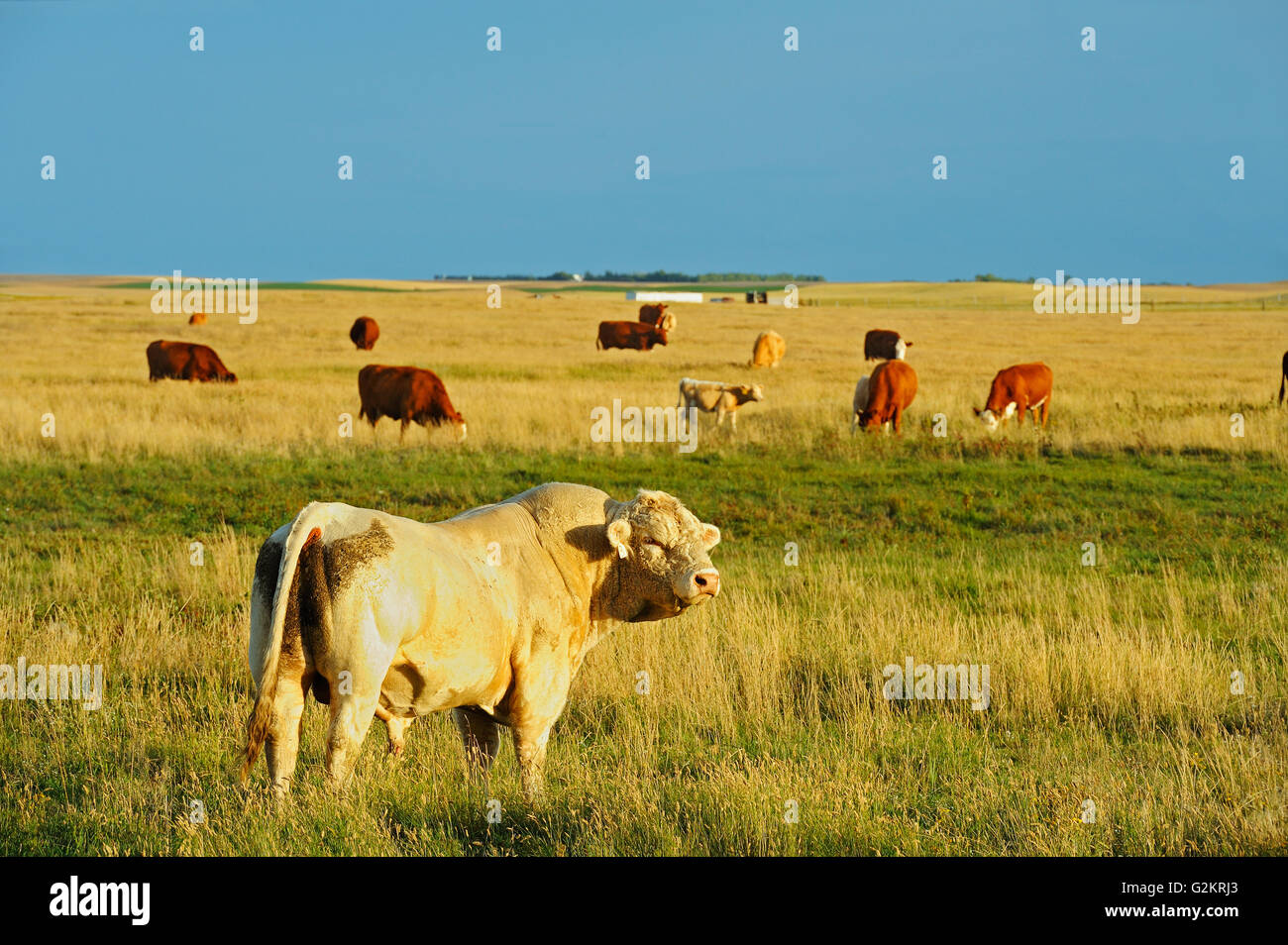 Cattle - Charolais bull Hodgeville Saskatchewan Canada Stock Photo - Alamy