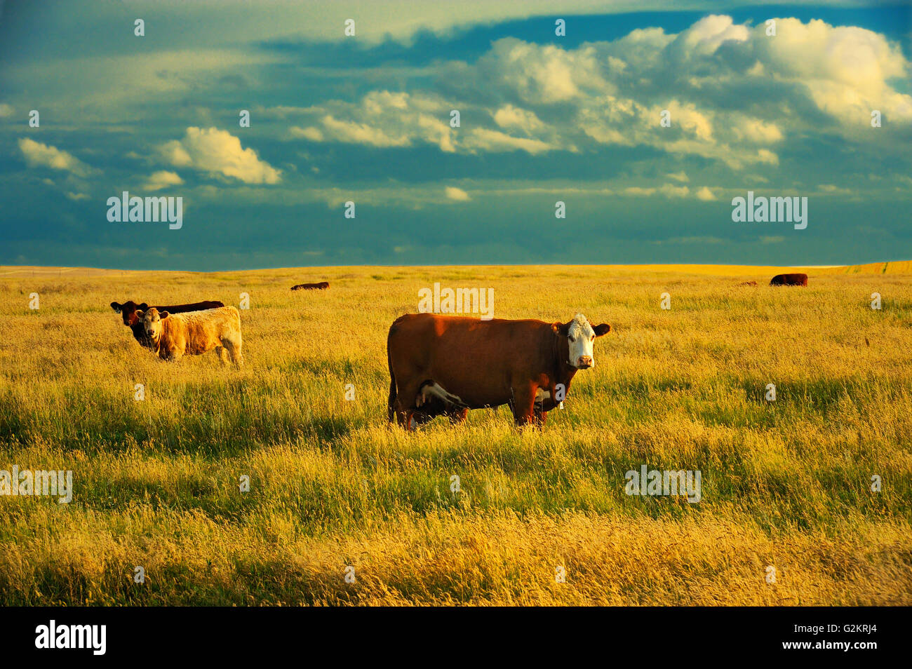 Hodgeville saskatchewan hi-res stock photography and images - Alamy