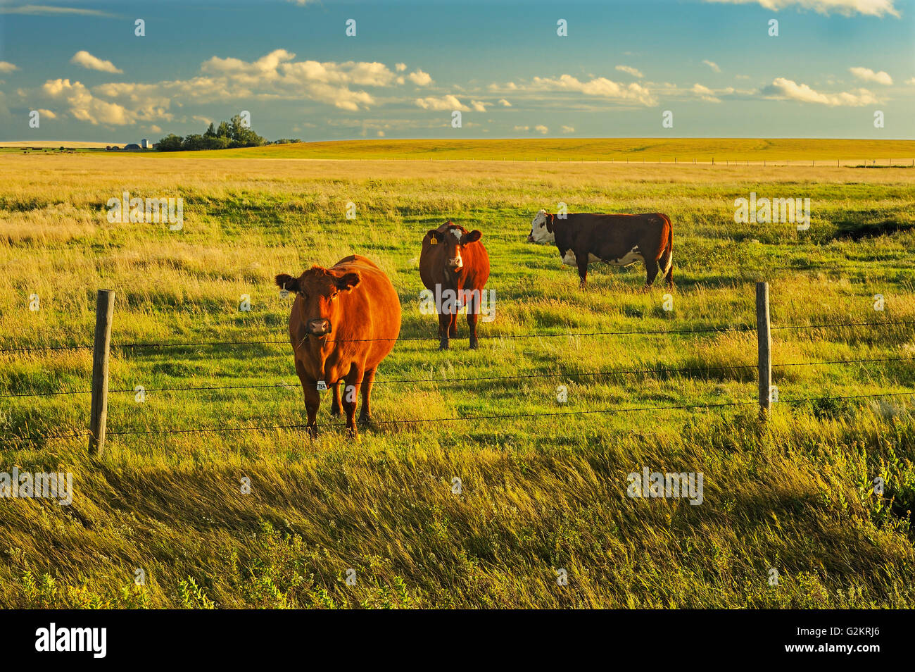 Hodgeville saskatchewan hi-res stock photography and images - Alamy
