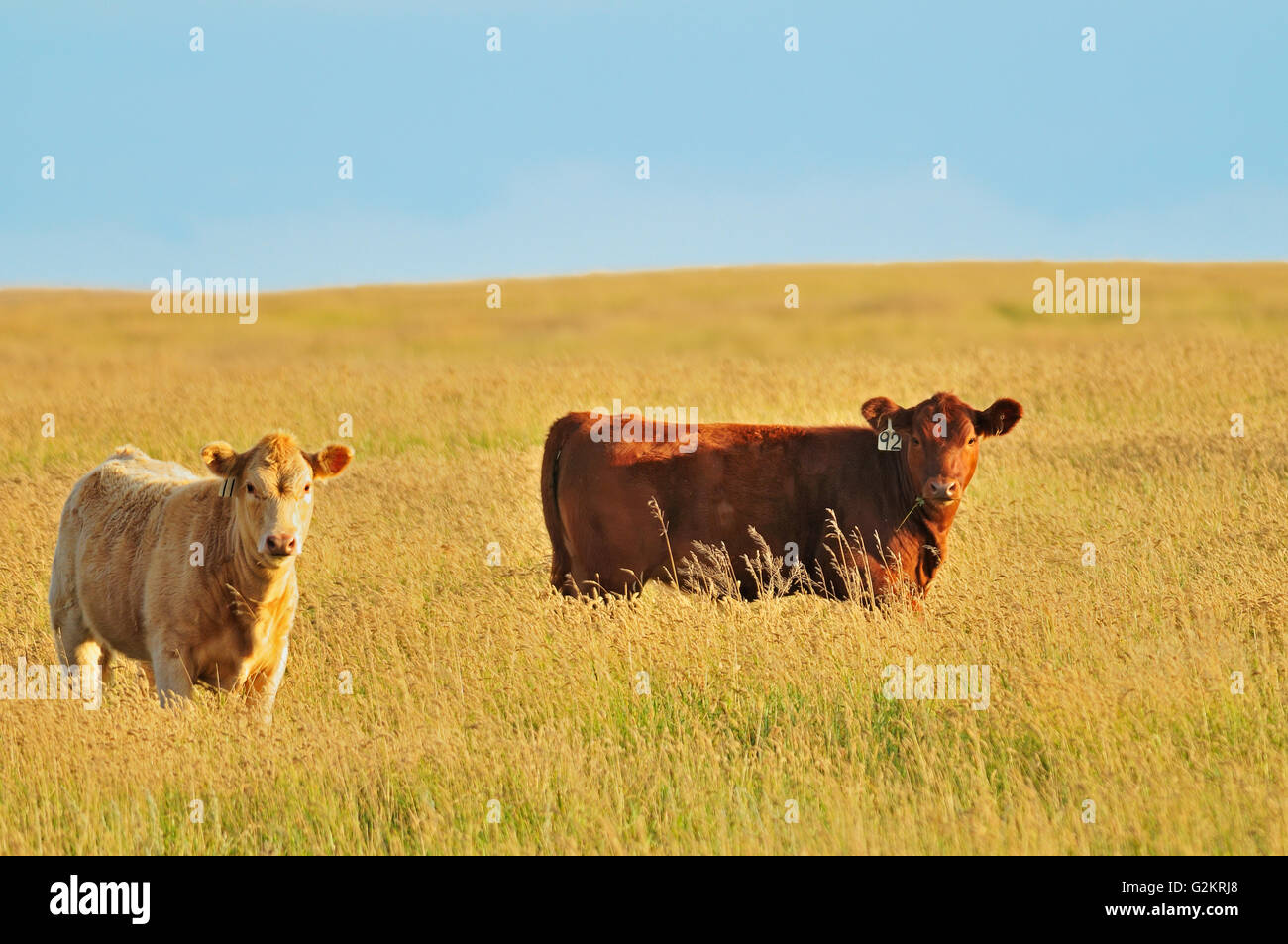 Hodgeville saskatchewan hi-res stock photography and images - Alamy