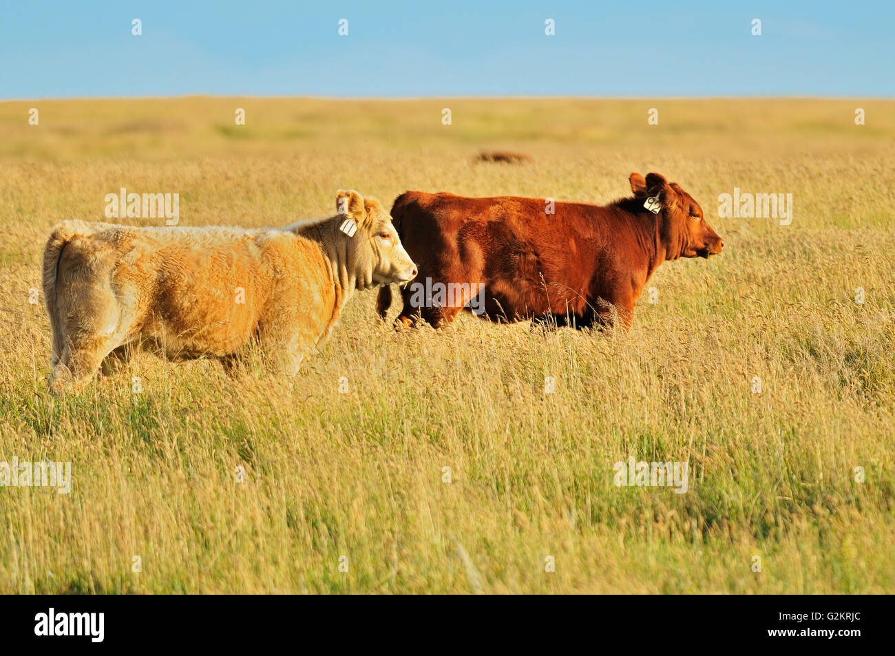 Hodgeville saskatchewan hi-res stock photography and images - Alamy