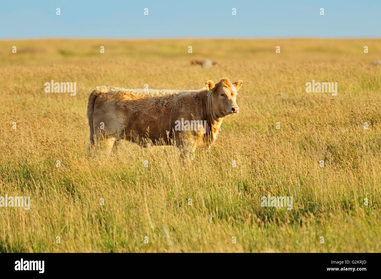 Hodgeville saskatchewan hi-res stock photography and images - Alamy