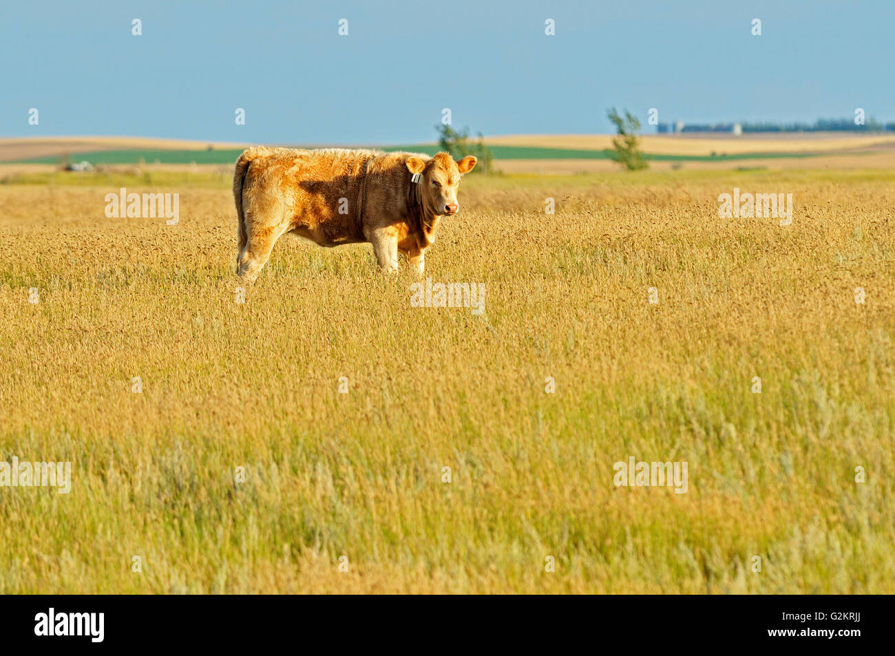 Hodgeville saskatchewan hi-res stock photography and images - Alamy