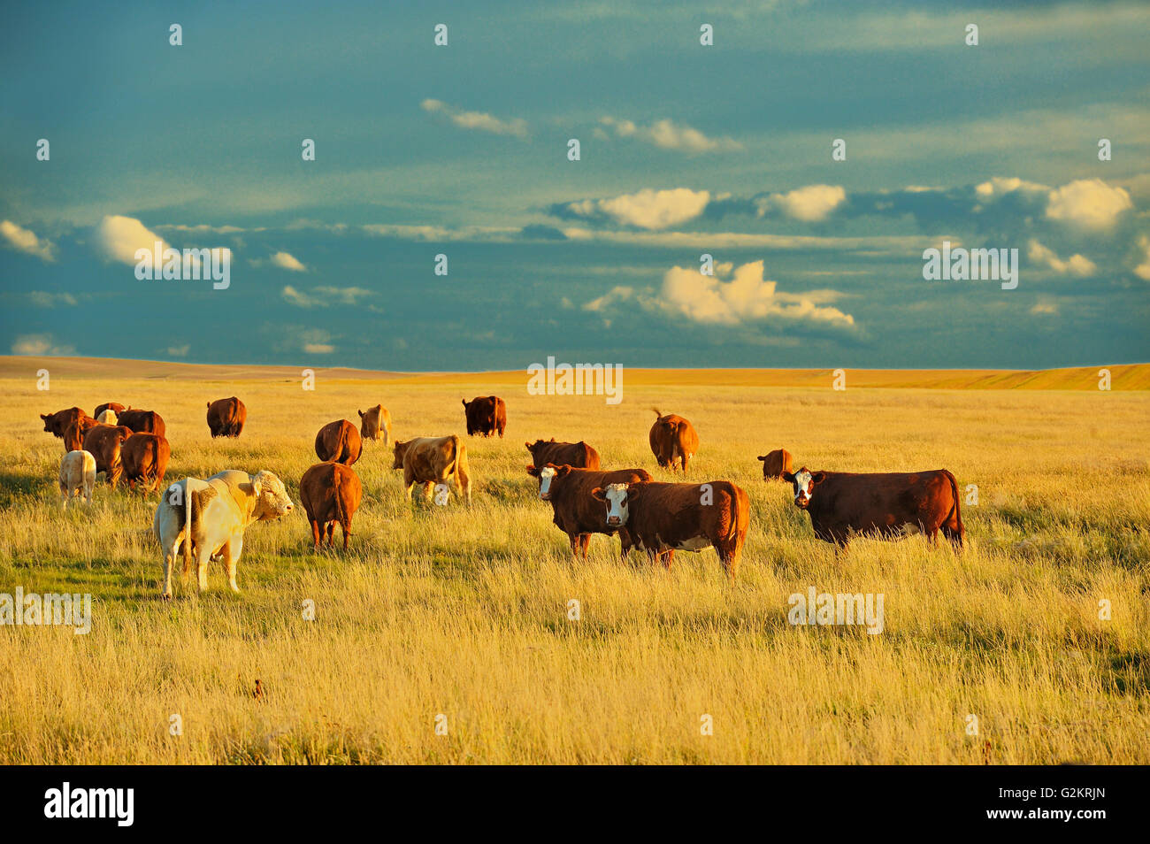 Hodgeville saskatchewan hi-res stock photography and images - Alamy