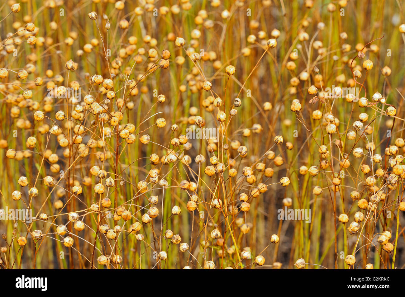 Tonquin hi-res stock photography and images - Alamy