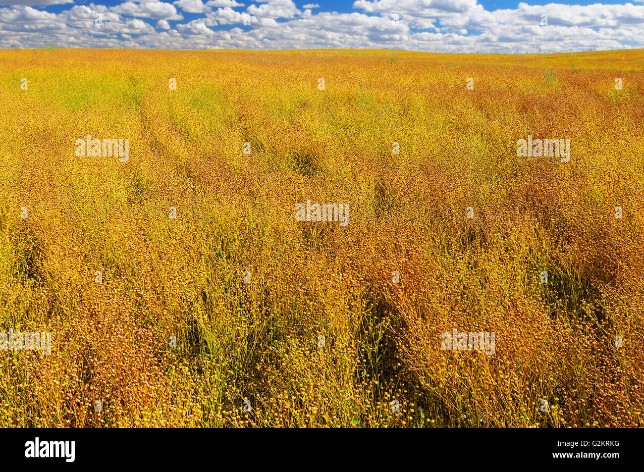 Flax field hi-res stock photography and images - Alamy