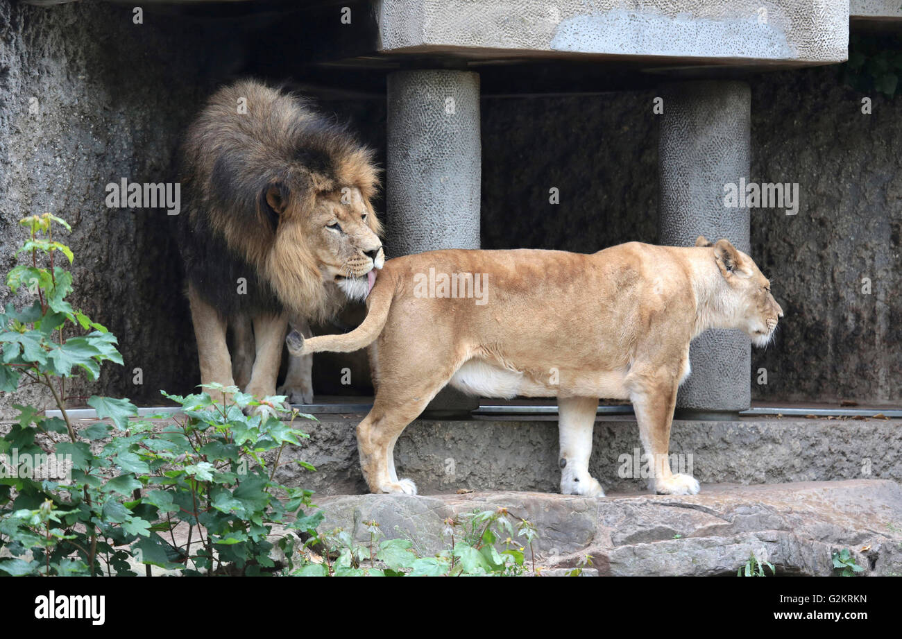 Lioness and lion cuddle hi-res stock photography and images - Alamy